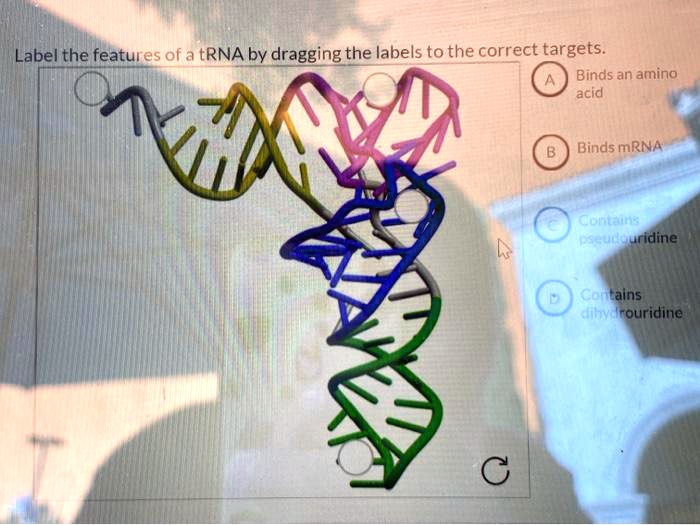Label the features of a trna by dragging the labels to the...