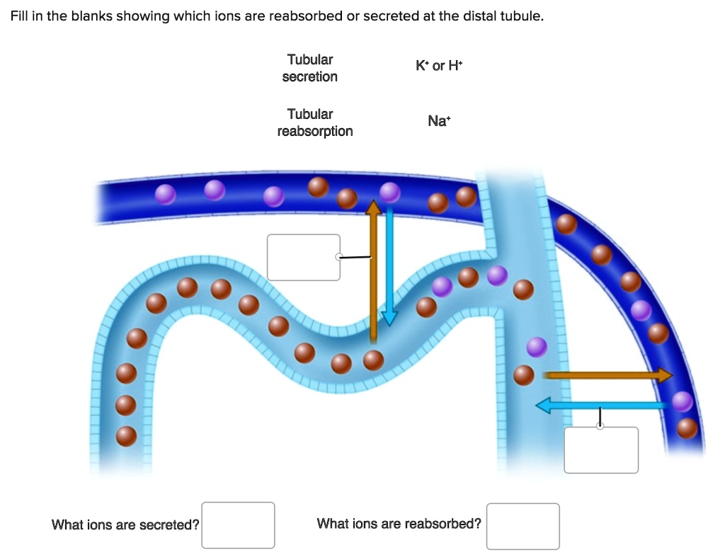Fill in the blanks showing which ions are reabsorbed or secreted at the ...