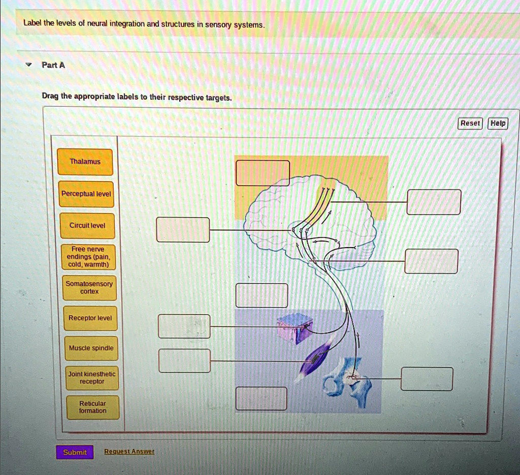 label the levels of neural integration and structures in sensory systems part a drag the ...