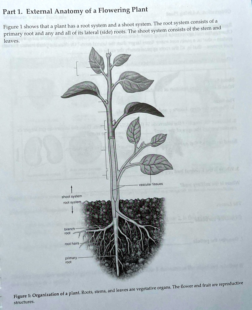 Part 1. External Anatomy of a Flowering Plant Figure 1 shows that a ...