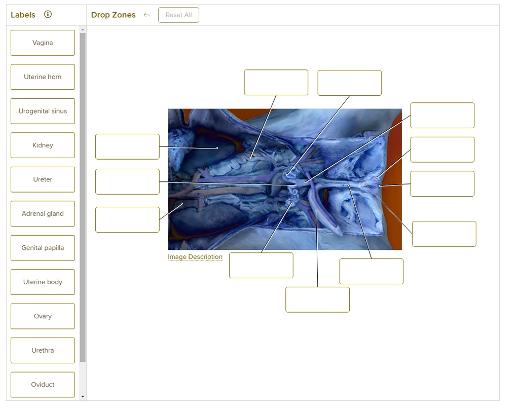 Label the structures of the female urogenital system in a fetal pig ...