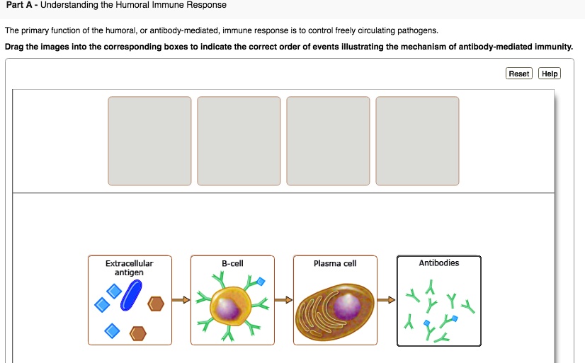 Part A - Understanding the Humoral Immune Response The primary function of the humoral, or ...