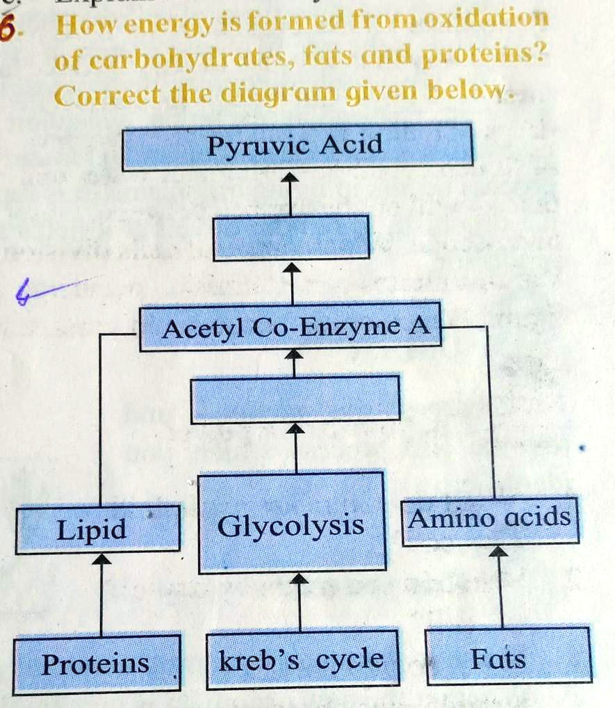 6. How energy is formed from oxidation of carbohydrates, fats and ...
