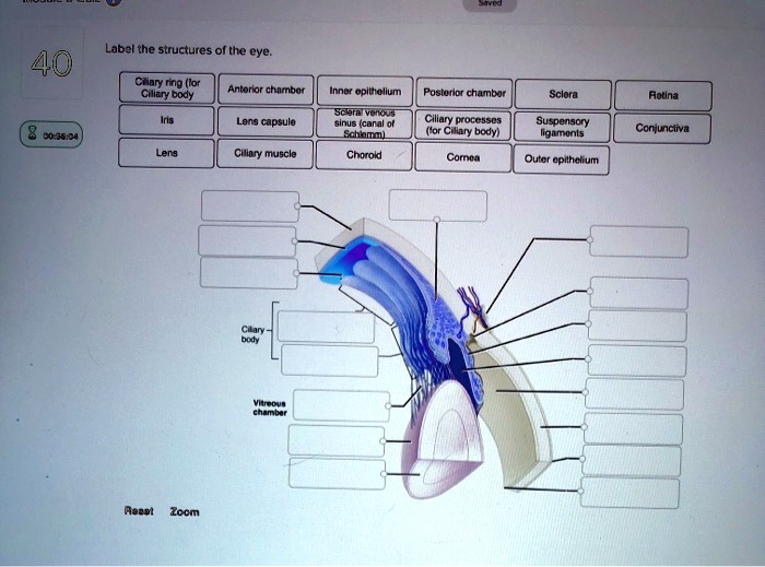 40 Label the structures of the eye. Ciliary ring (for Ciliary body ...