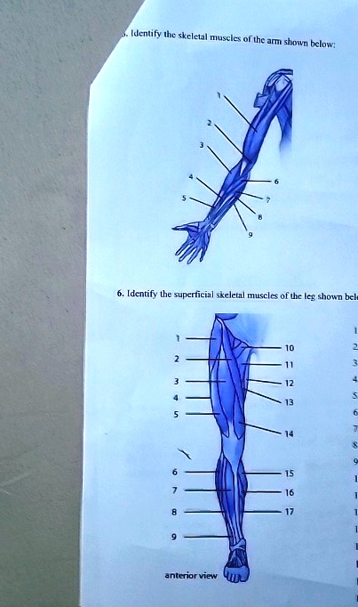 Identify the skeletal muscles of the arm shown below: 6. Identify the ...