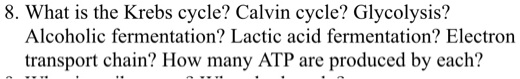 what is the krebs cycle calvin cycle glycolysis alcoholic fermentation ...