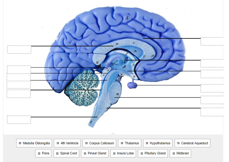 S A 1 45C 2 6 2 9 a P :: Medulla Oblongata :: 4th Ventricle :: Corpus ...