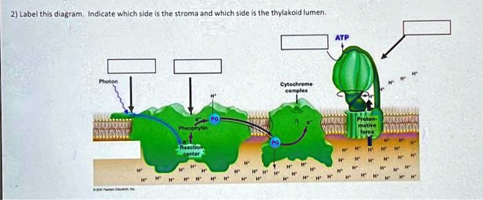 2) Label this diagram. Indicate which side is the stroma and which side ...