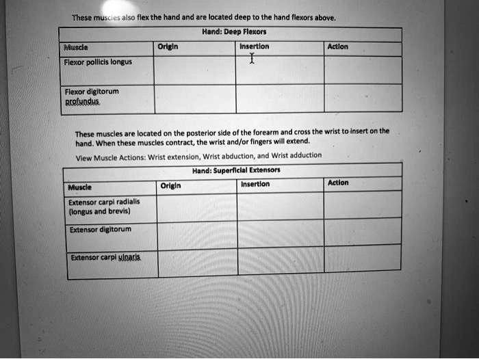 These muscles also flex the hand and are located deep to the hand ...