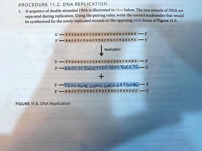 SOLVED: PROCEDURE 11.2: DNA REPLICATION The sequence of double-stranded DNA is illustrated in ...