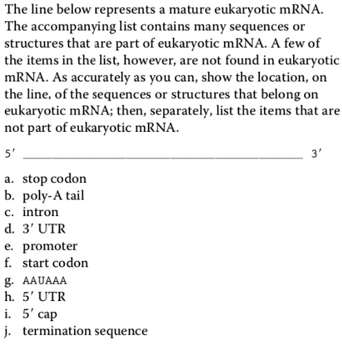 Solved The Line Below Represents A Mature Eukaryotic Mrna The Accompanying List Contains Many