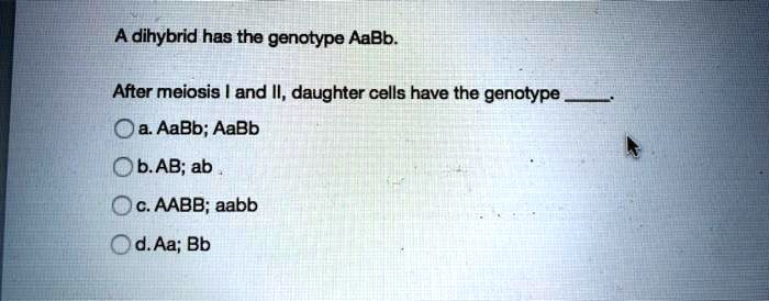 SOLVED:A dihybrid has the genotype AaBb_ After meiosis and Il, daughter ...