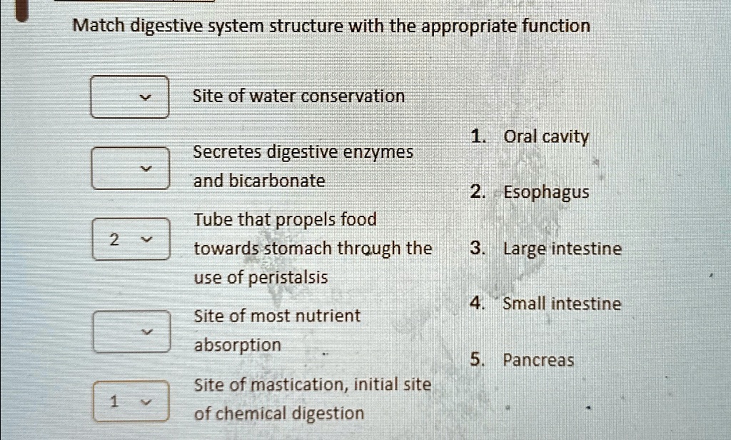 Match digestive system structure with the appropriate function Site of ...