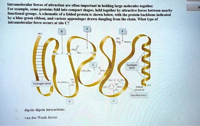 SOLVED: Intramolecular forces of attraction are often important in ...