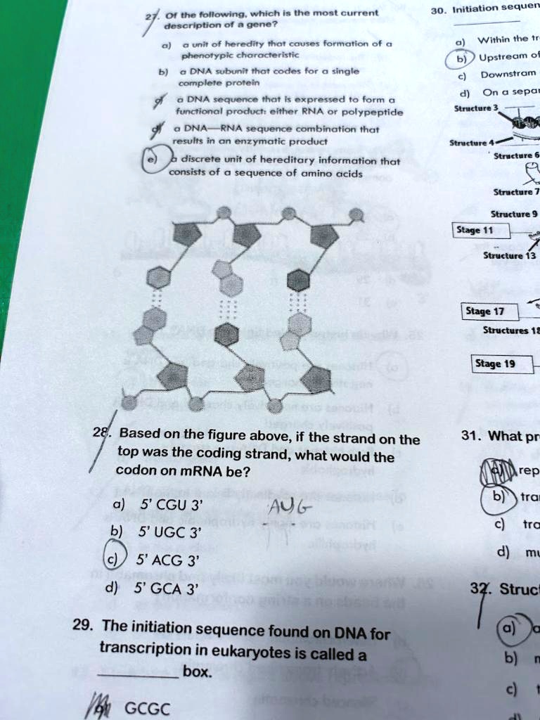 SOLVED: Based on the figure above, if the strand on the top was the ...