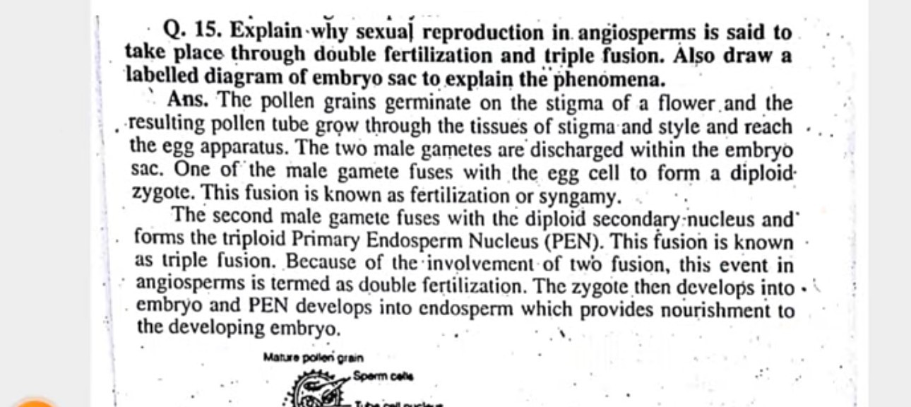 Q. 15. Explain why sexual reproduction in angiosperms is said to take ...