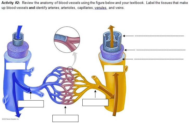 SOLVED: Activity #2: Review the anatomy of blood vessels using the figure below and your ...