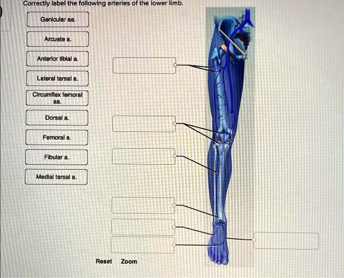 Correctly label the following arteries of the lower limb. Genicular aa ...