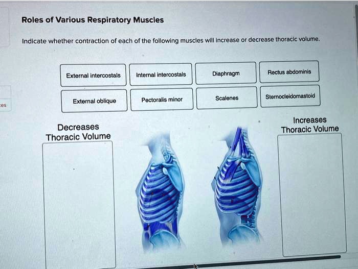 SOLVED: Roles of Various Respiratory Muscles Indicate whether contraction of each of the ...