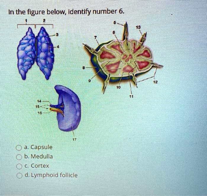 SOLVED: In the figure below; Identify number 6. 2 a. Capsule b. Medulla ...