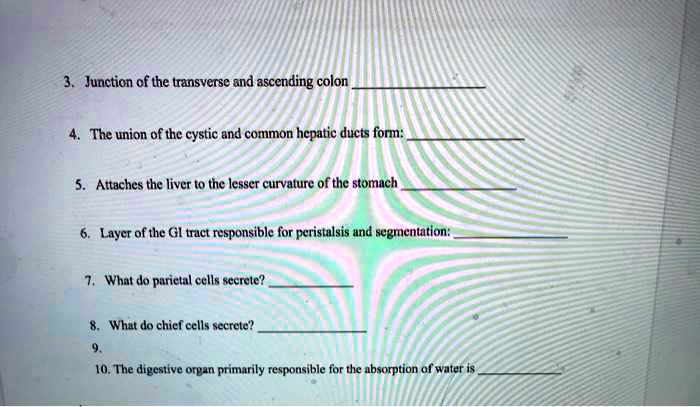 3. Junction of the transverse and ascending colon 4. The union of the ...