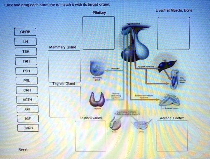 click and drag each hormone t0 match with its target organ liverifat ...