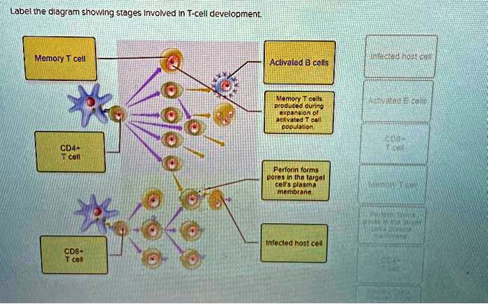 Label the diagram showing stages Involved in T-cell development. Memory T cell Infected host ...