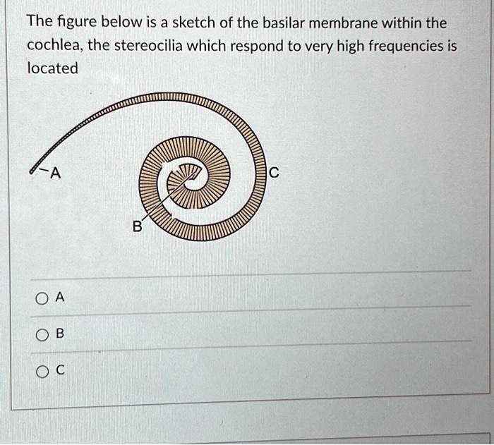 The figure below is a sketch of the basilar membrane within the cochlea ...