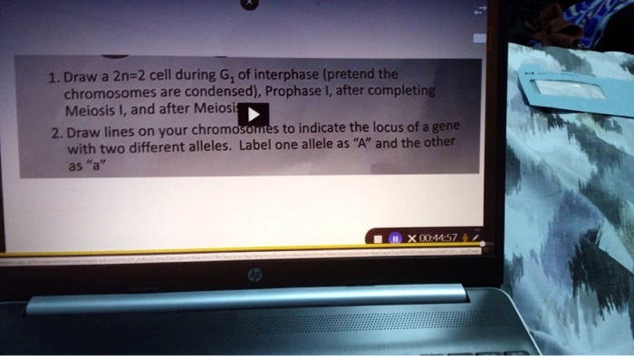 1. Draw a 2n=2 cell during G? of interphase (pretend the chromosomes ...