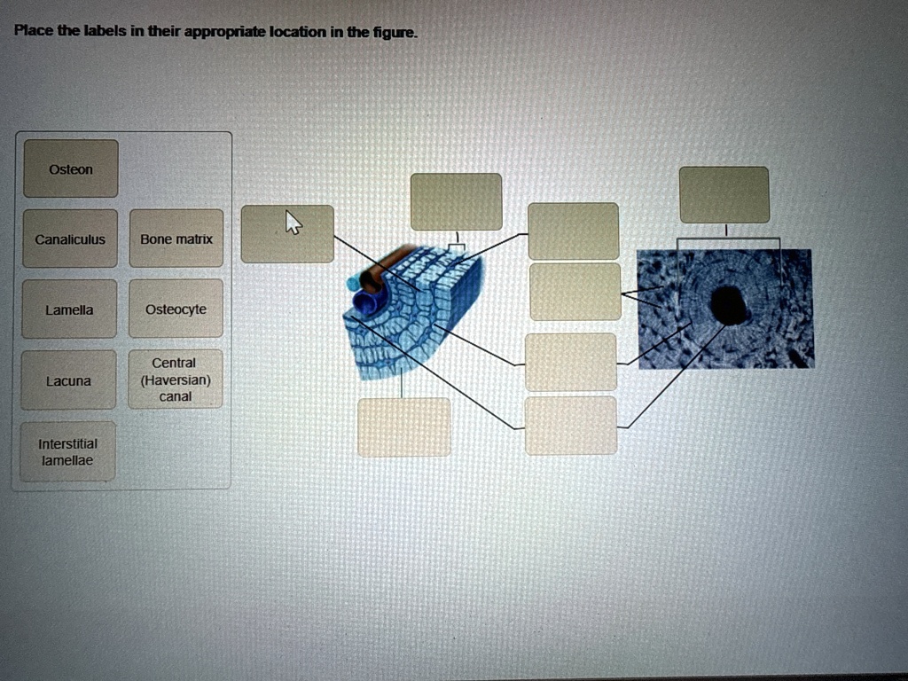 place the labels in their appropriate location in the figure osteon ...