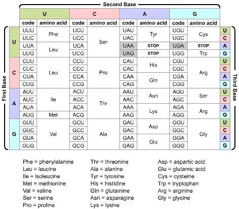 SOLVED: Plz Help!! A piece of mRNA has the code AUGCCAUUGACG. Which ...