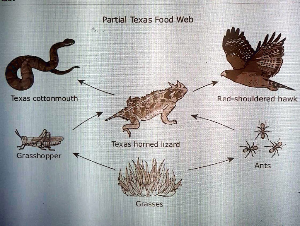 SOLVED: The populations of which organisms will most likely increase as ...