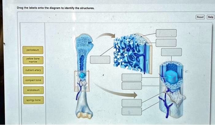 Drag the labels onto the diagram to identify the structures. periosteum yellow bone marrow ...
