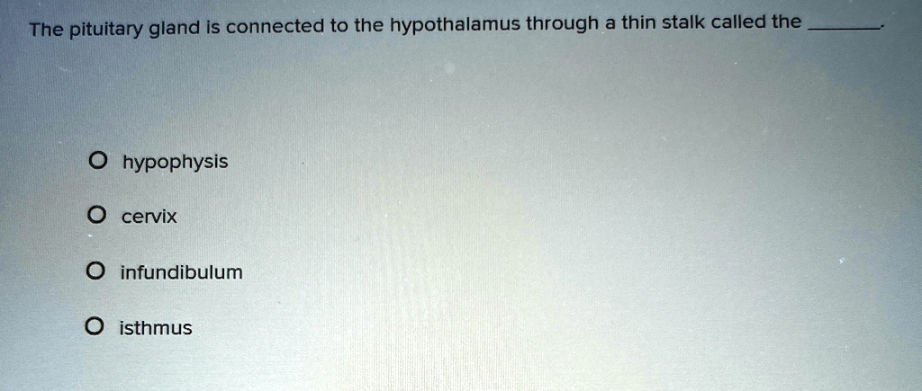 The pituitary gland is connected to the hypothalamus through a thin ...