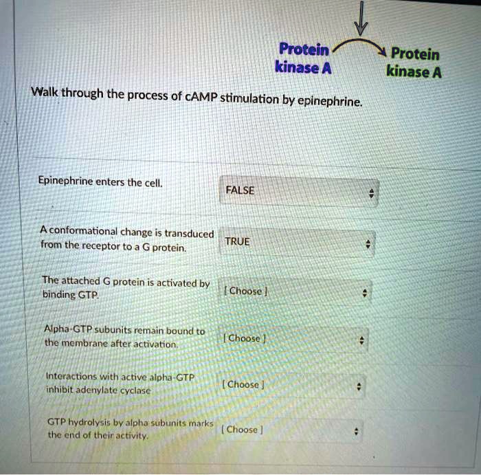 Protein kinase A Protein kinase A Walk through the process of cAMP ...