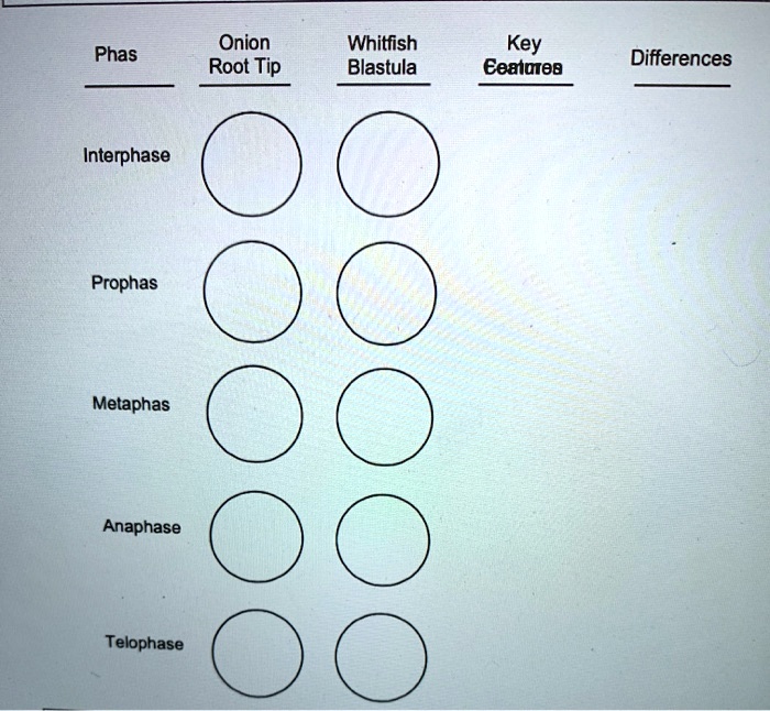 SOLVED: Onion Root Tip Whitfish Blastula Phas Differences Key Eeatotea ...