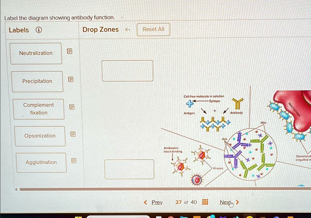 Label the diagram showing antibody function. Labels (i) Drop Zones ...