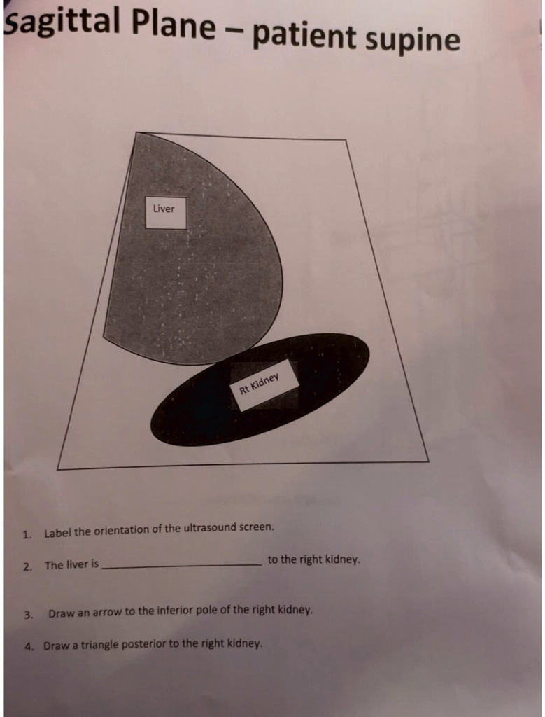 sagittal plane patient supine label the orientation of the ultrasound ...