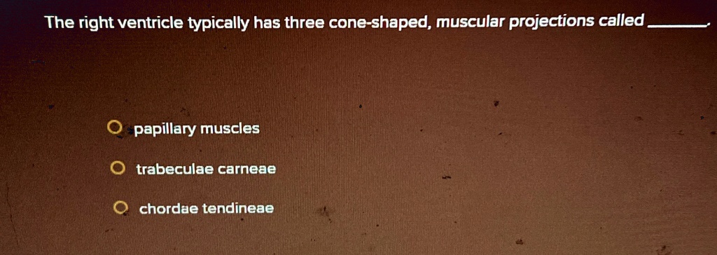 The right ventricle typically has three cone-shaped, muscular ...