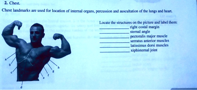 2. Chest. Chest landmarks are used for location of internal organs ...