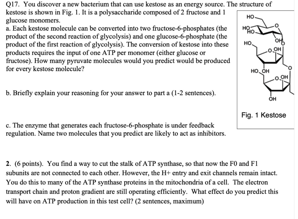 SOLVED: Q17. You discover a new bacterium that can use kestose as an ...