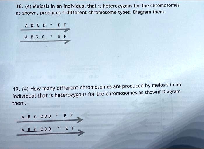 18. (4) Meiosis in an individual that is heterozygous for the ...