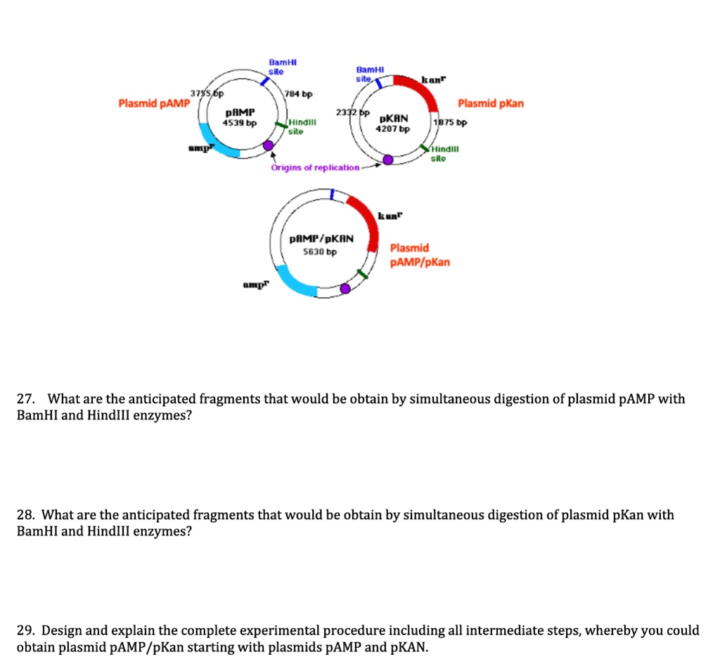 SOLVED:Bamhi sio Hamhi site . kan J755 DP Plasmid PAMP pIMP 4514 bP 704 ... SOLVED:Bamhi sio Hamhi site . kan J755 DP Plasmid PAMP pIMP 4514 bP 704 ...