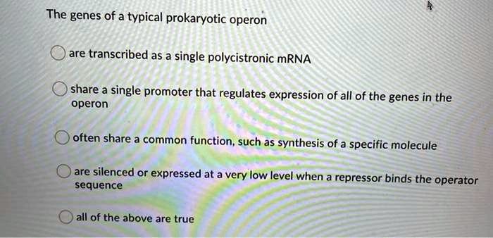 the genes of a typical prokaryotic operon are transcribed as a single ...