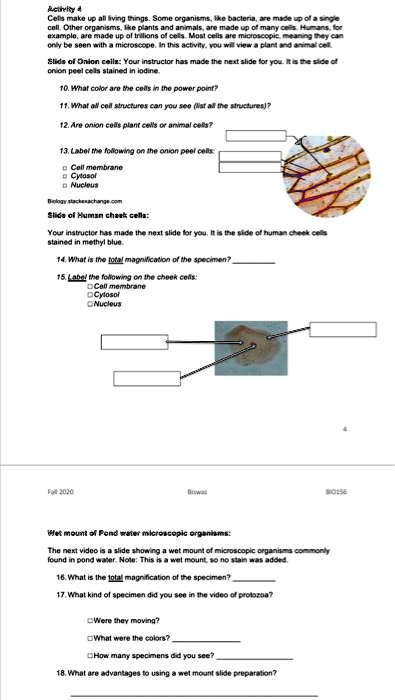 texts actually cells make up all living things some organisms like ...