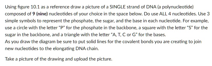 using figure 101 a5 reference draw picture of a single strand of dna a ...