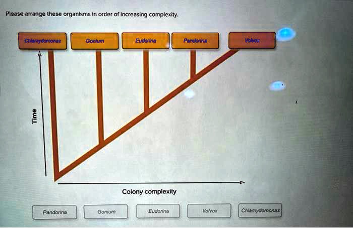 Please arrange these organisms in order of increasing complexity. Time ...