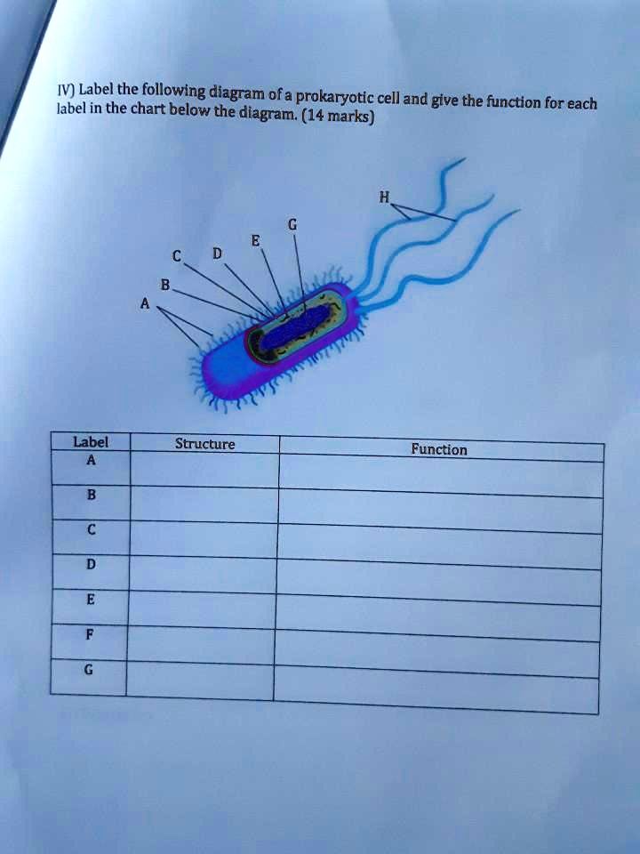 SOLVED: IV) Label the following diagram ' ofa prokaryotic 'cell label in the chart below the and ...