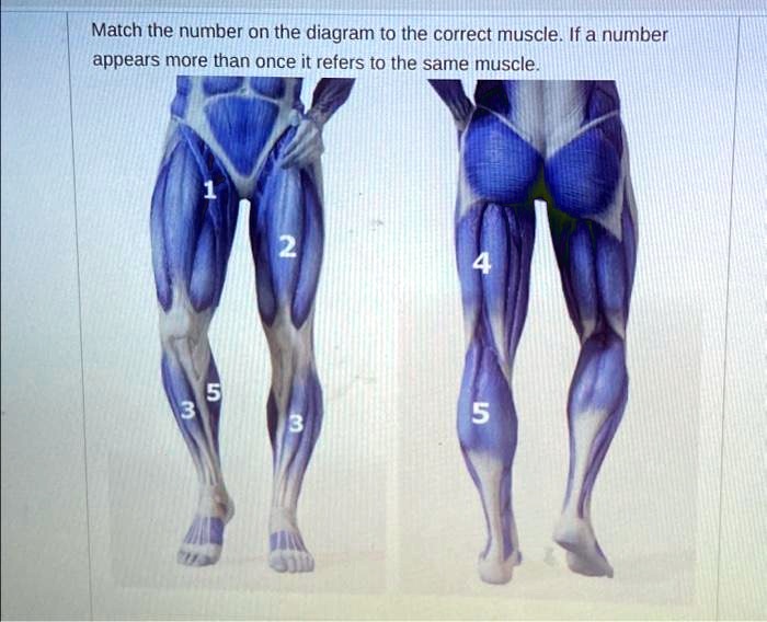 SOLVED: Match the number on the diagram to correct muscle if number ...