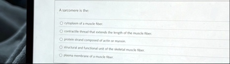 a sarcomere is the cytoplasm of a muscle fiber contractile thread that ...